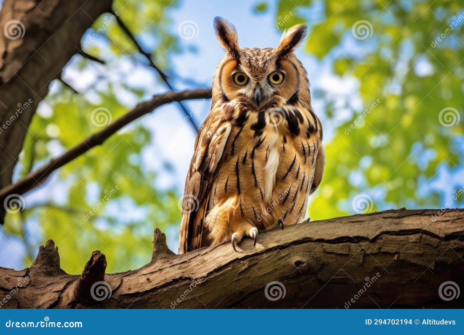An Owl Perched Quietly on the Branch of an Old Oak Stock Photo - Image ...