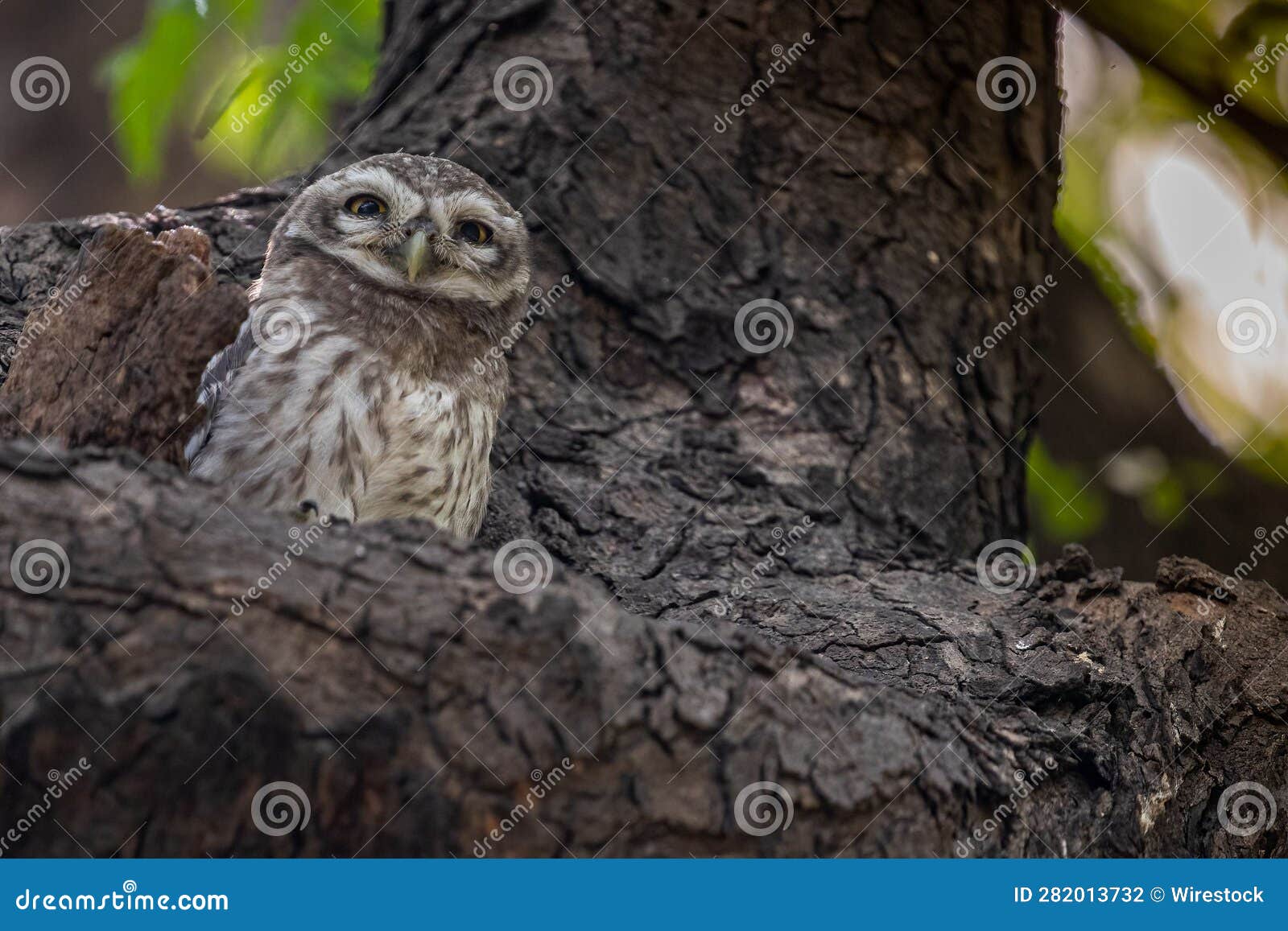 Owl perched on a tree stock photo. Image of natural - 282013732