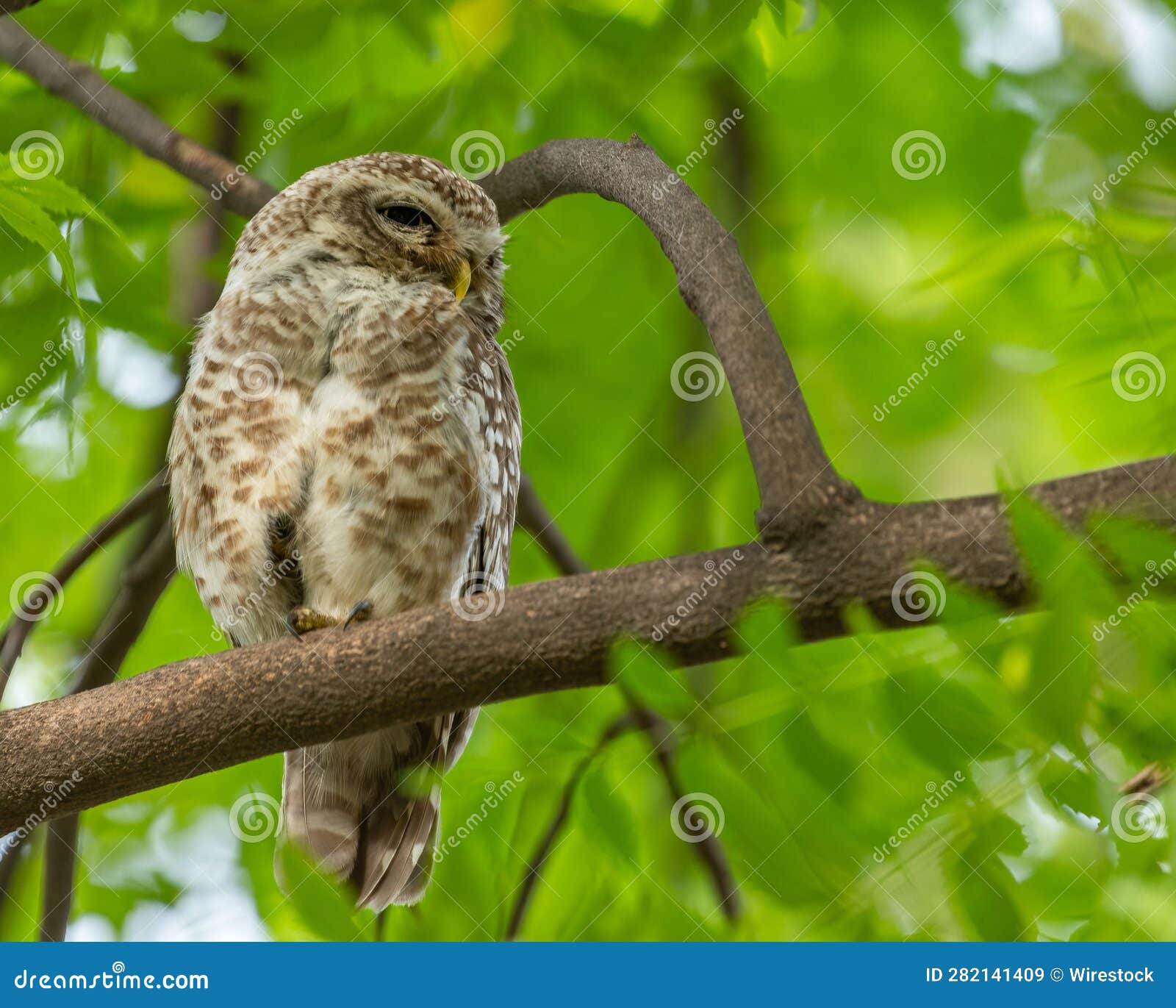 Owl Perched on a Tree Branch Stock Image - Image of forest, creature ...