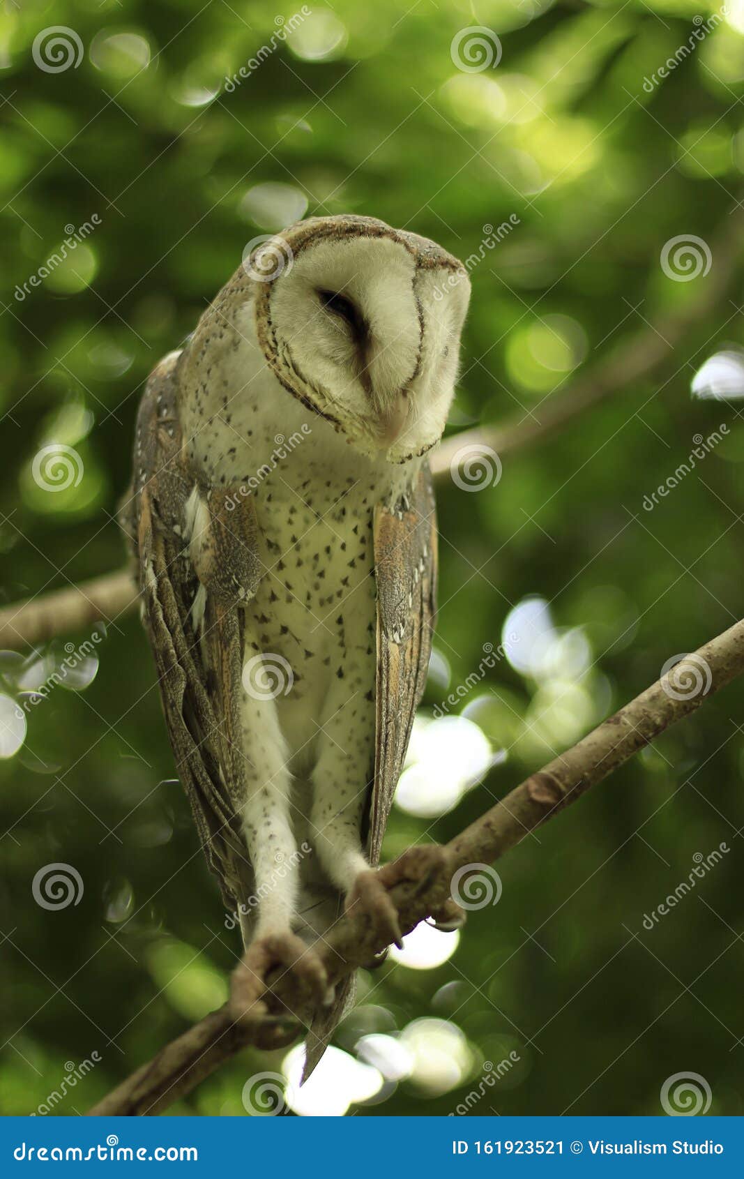 The Owl is Perched on a Tree Trunk with Motion Blur Stock Image - Image ...