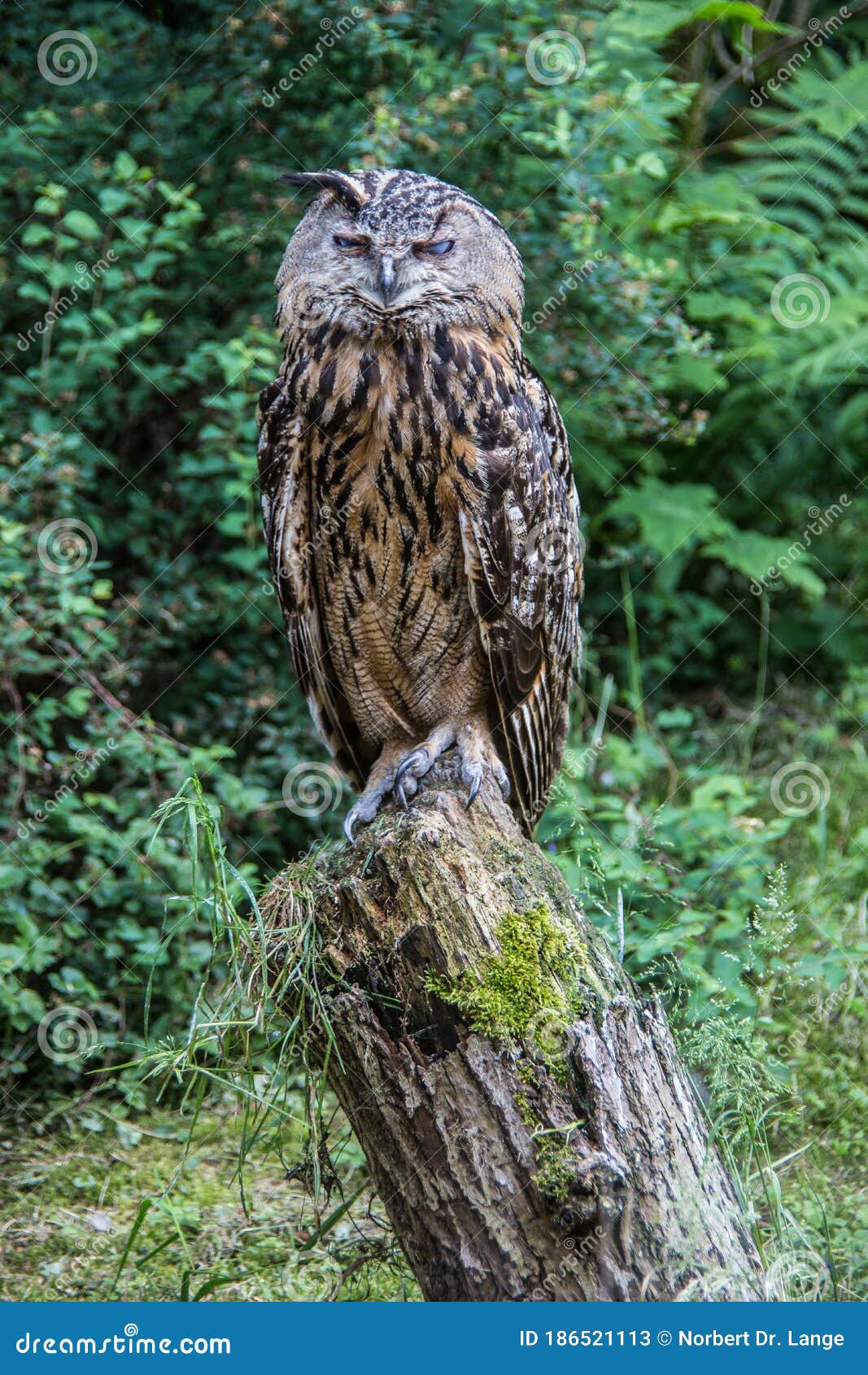 Owl perches on tree stock image. Image of skilful, branch - 186521113