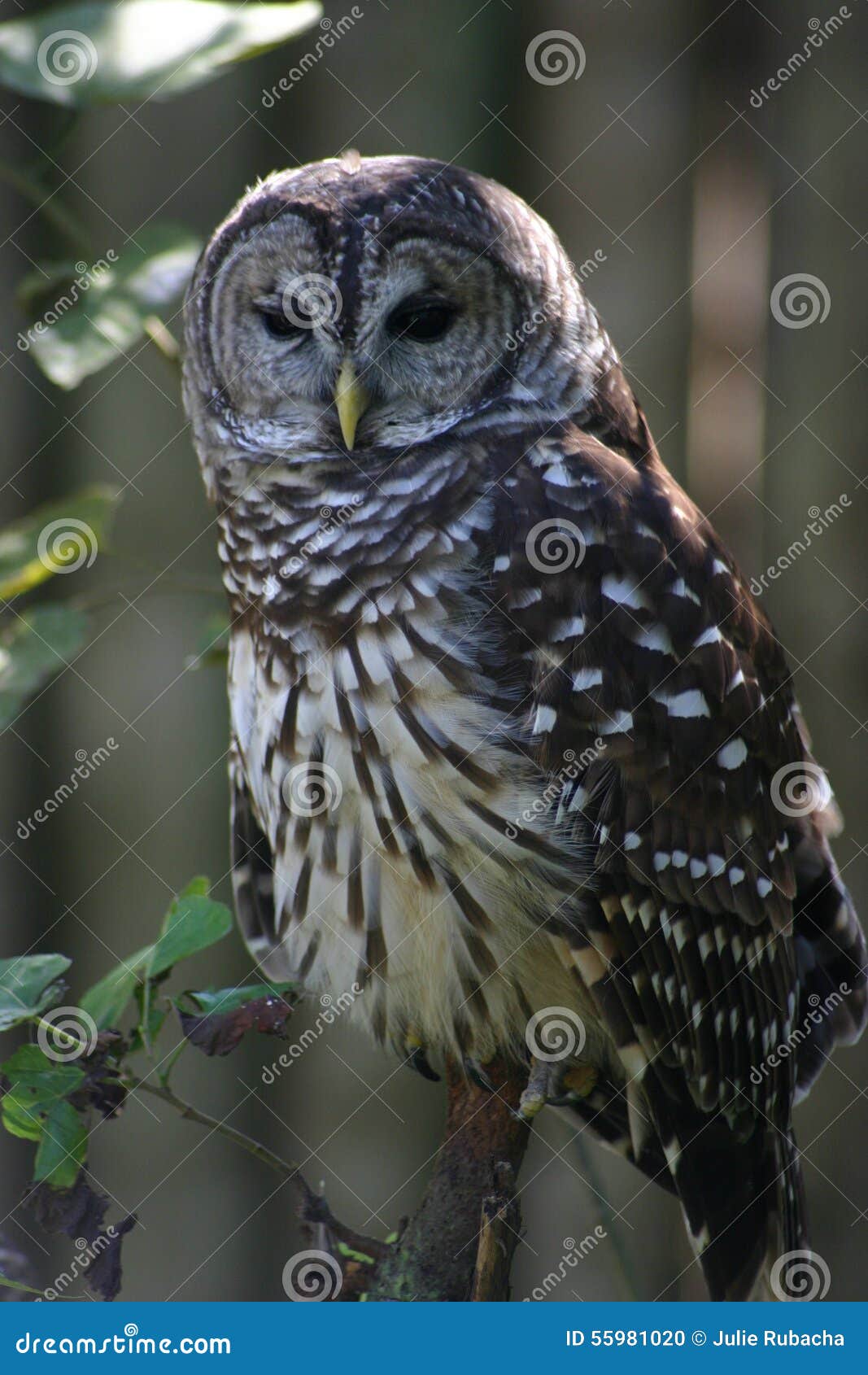 Owl perched on branch stock photo. Image of perched, perching - 55981020