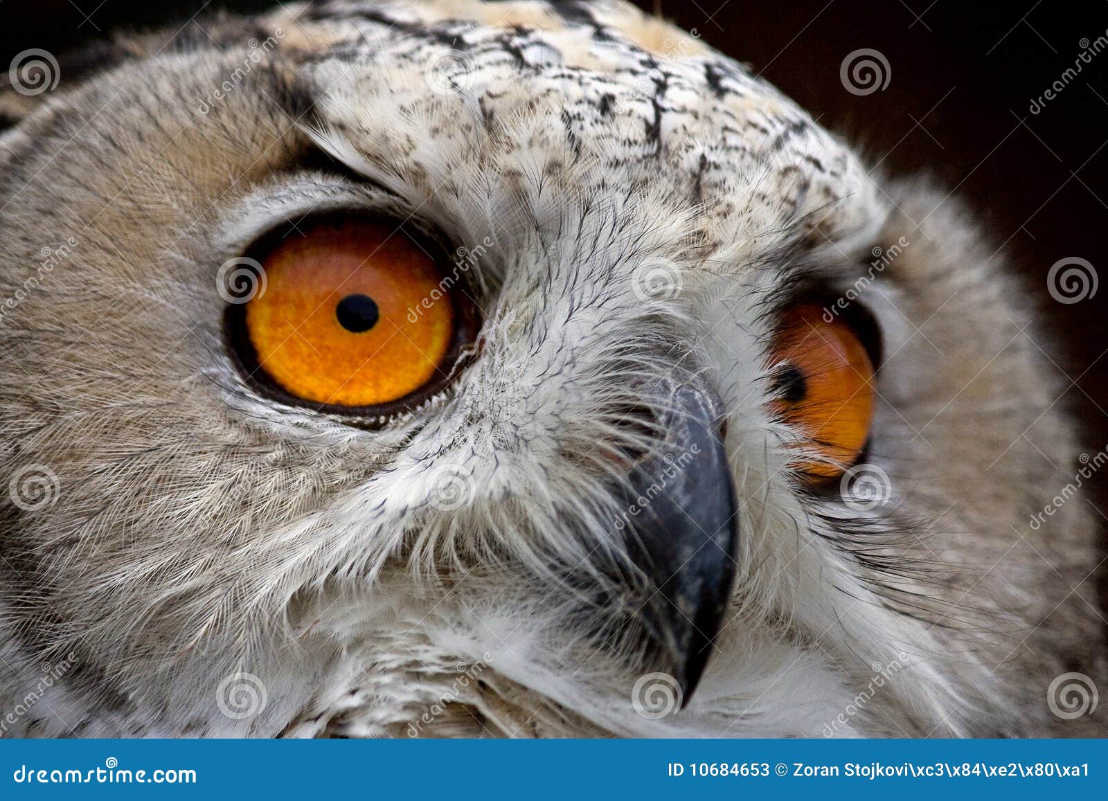 Owl portrait stock image. Image of feather, sharp, closeup - 10684653