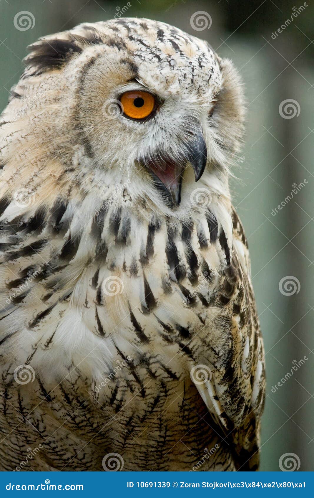 Owl portrait stock image. Image of bird, portrait, natural - 10691339