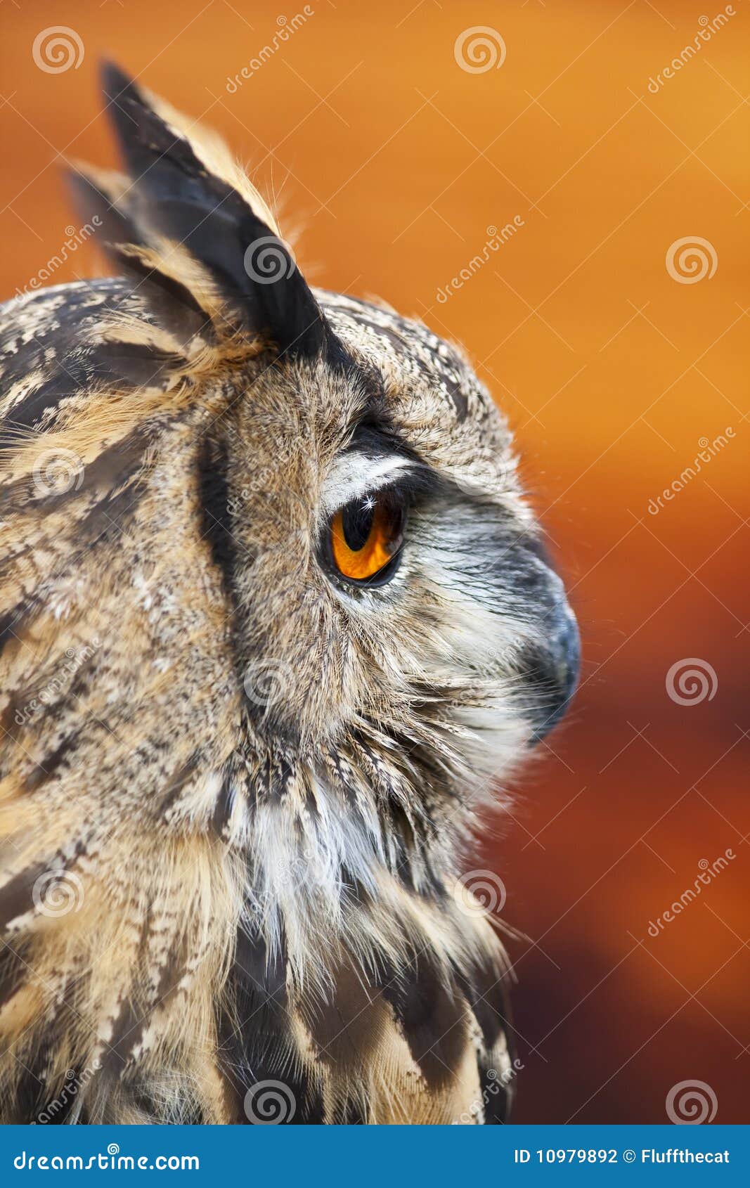 Owl Portrait stock photo. Image of wise, wild, flying - 10979892
