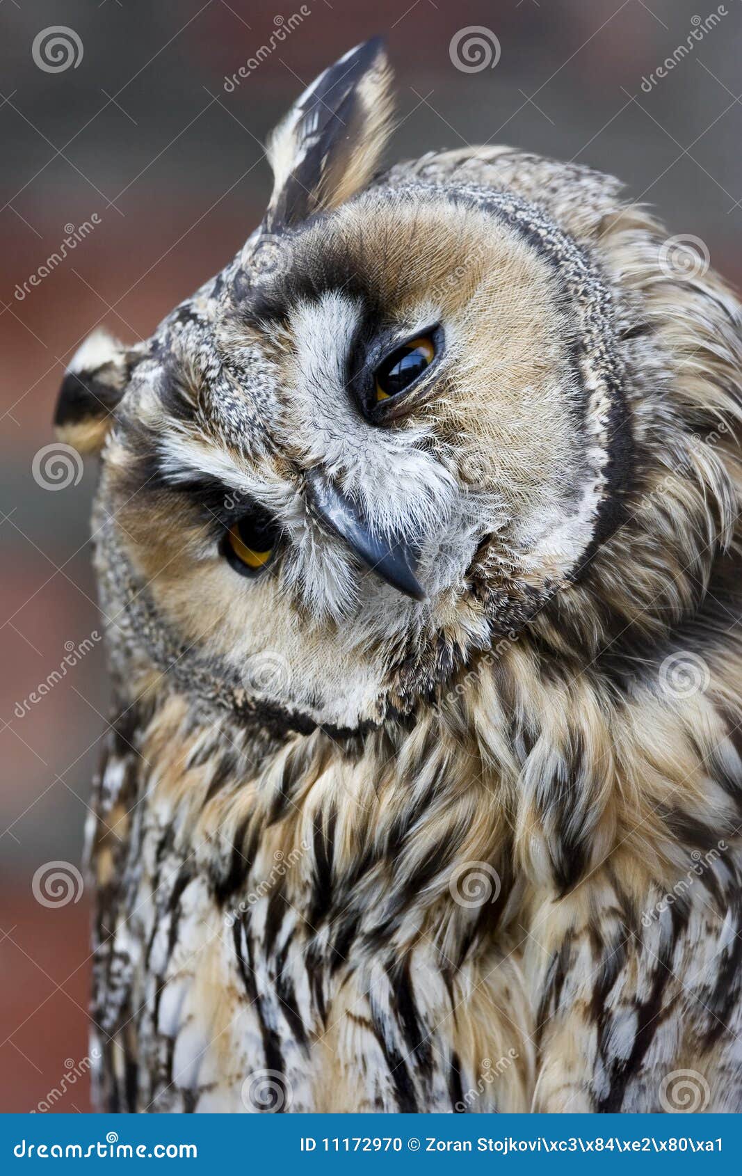 Owl portrait stock photo. Image of natural, hunter, watch - 11172970