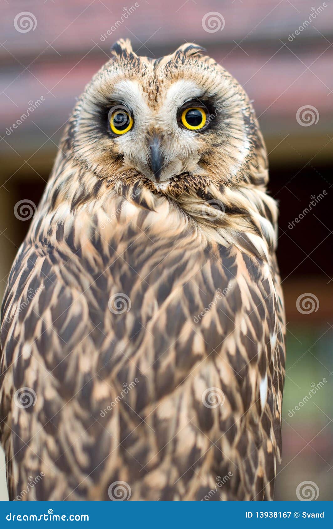 Owl portrait stock image. Image of standing, prey, stare - 13938167