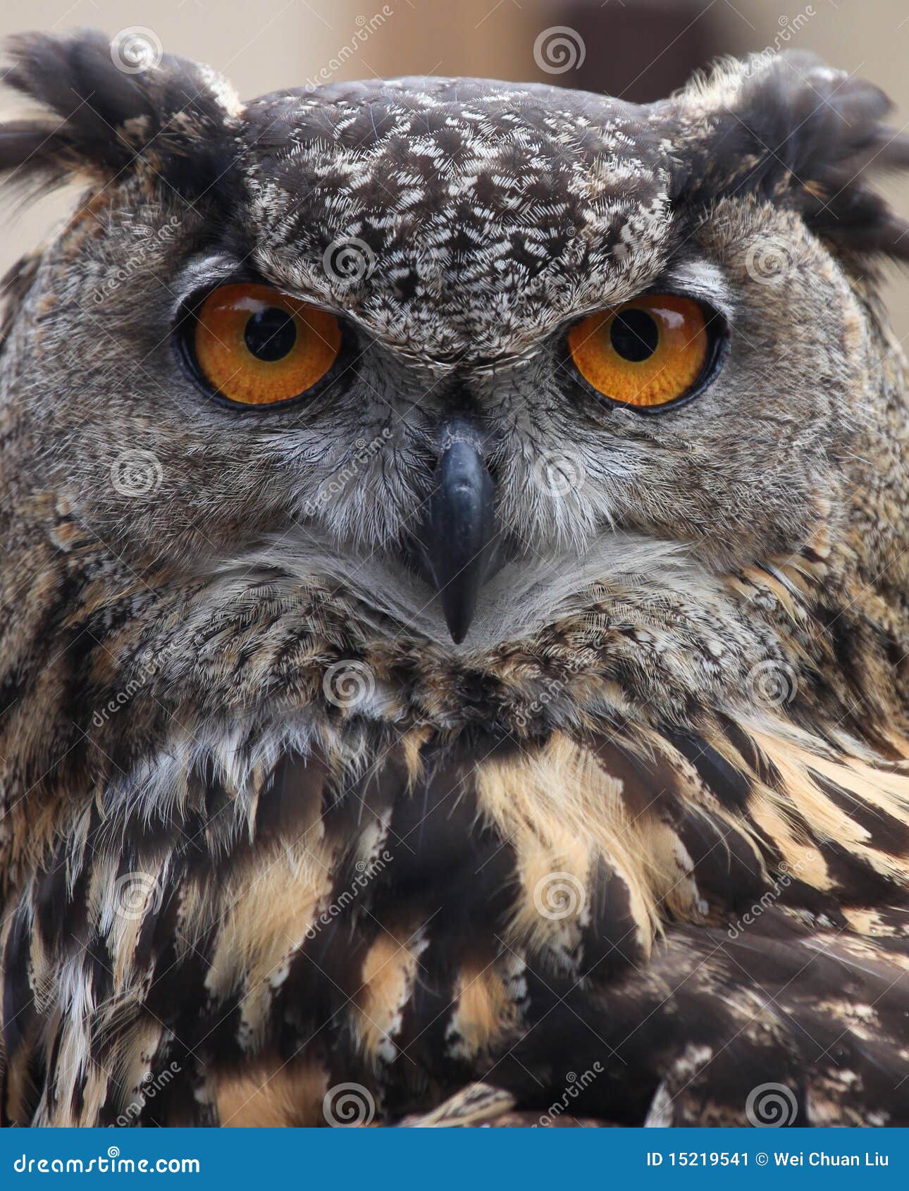 Owl portrait stock image. Image of beautiful, nature - 15219541