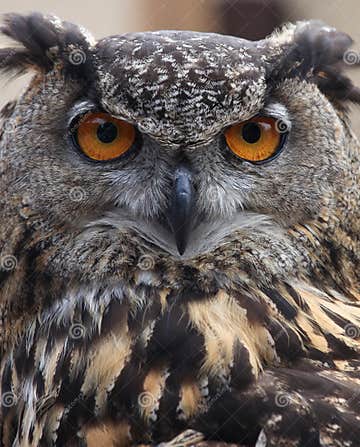 Owl portrait stock image. Image of beautiful, nature - 15219541