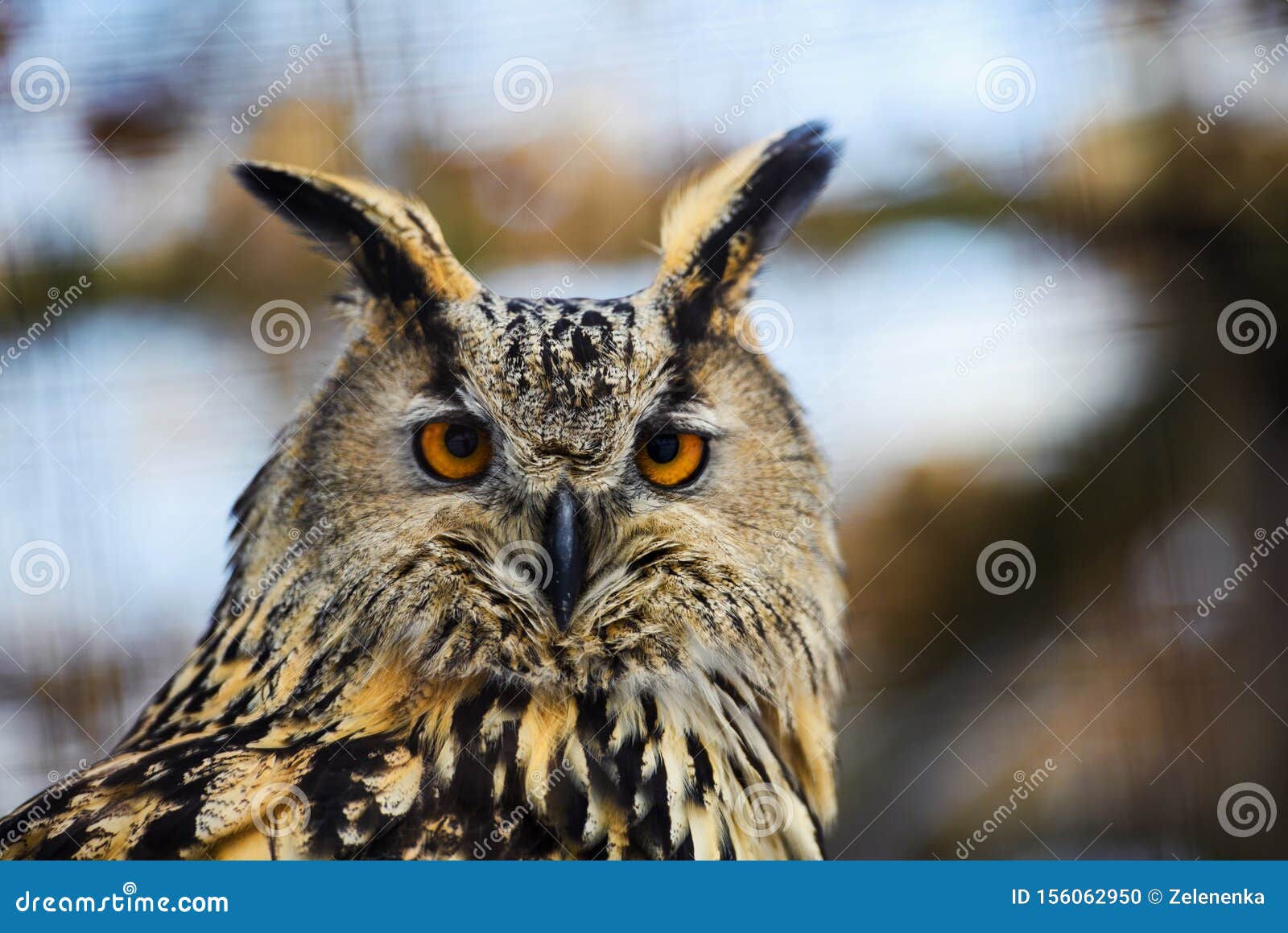 Owl portrait stock photo. Image of face, wildlife, portrait - 156062950