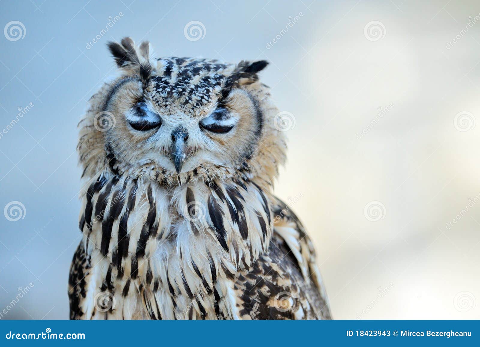 Owl portrait stock image. Image of portrait, long, brown - 18423943