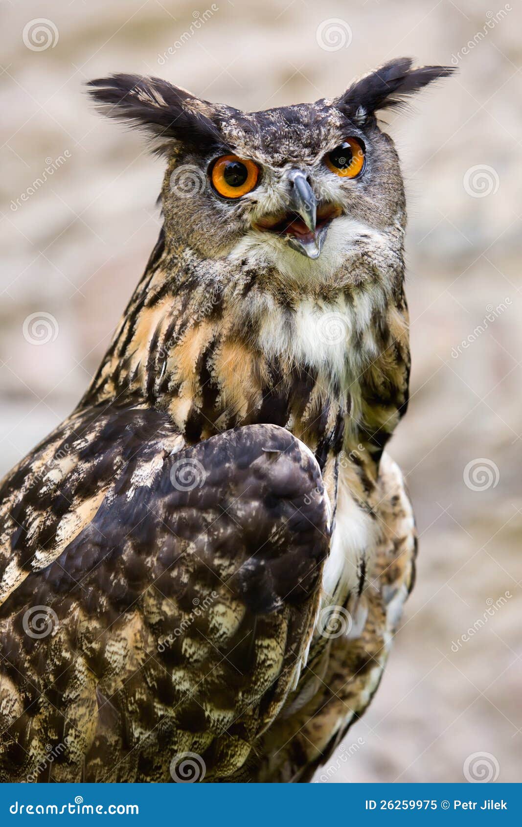 The Owl - portrait. stock image. Image of golden, expression - 26259975