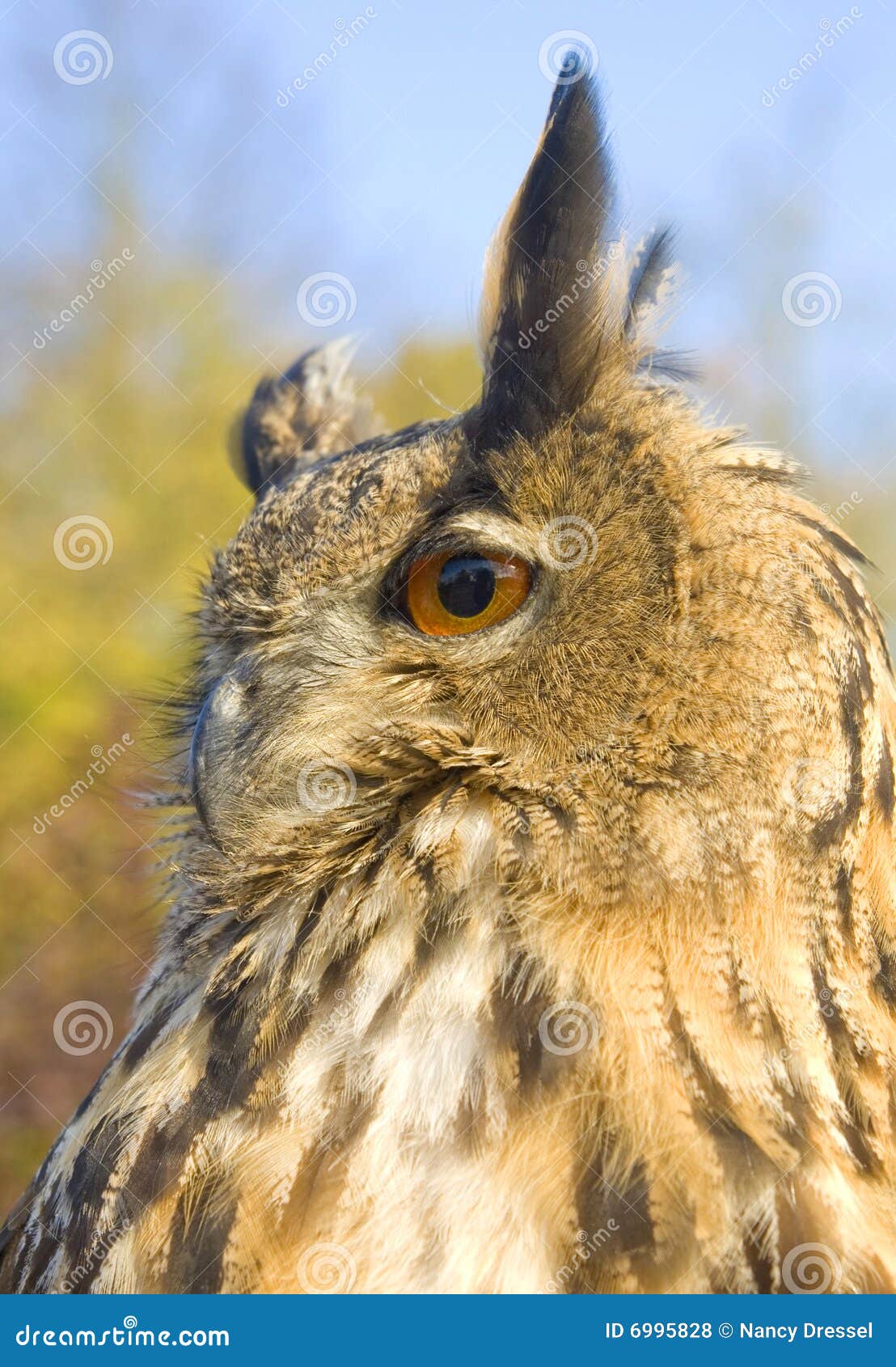 Owl portrait stock photo. Image of education, alert, nice - 6995828