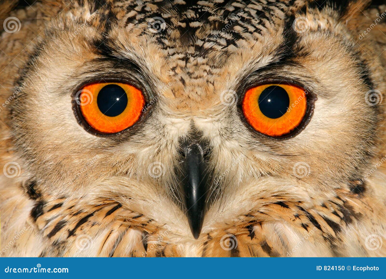 Owl portrait stock photo. Image of stealth, closeup, hunt - 824150