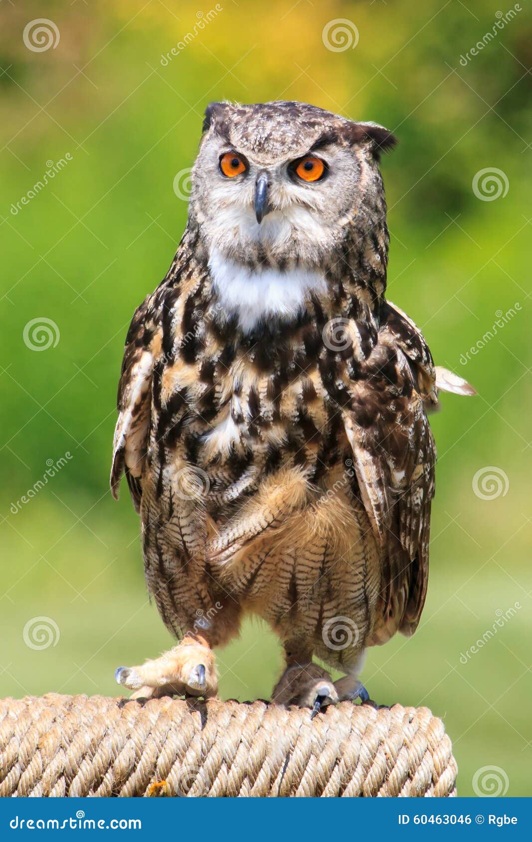 Owl portrait stock photo. Image of yellow, fauna, cute - 60463046