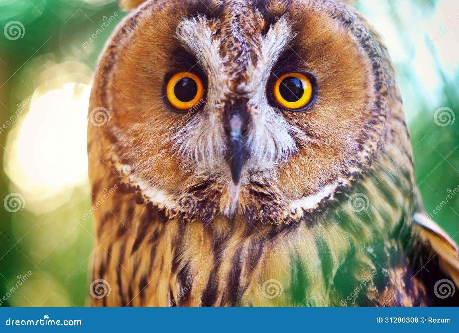 Owl portrait stock photo. Image of captivity, green, fine - 31280308