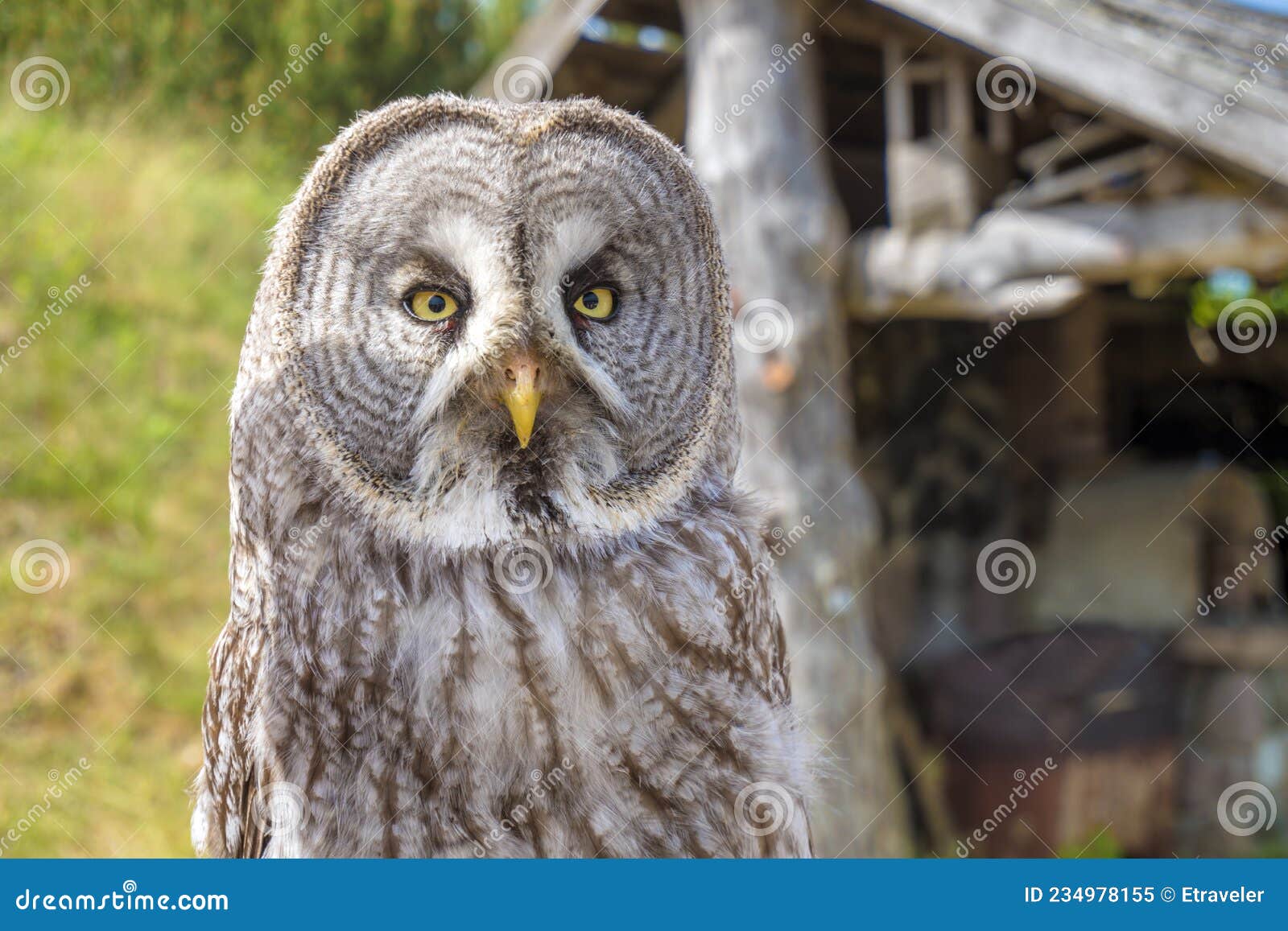 Owl Portrait. Owl Eyes Close Up. Royalty-Free Stock Photo ...