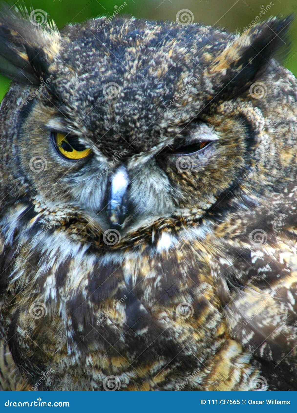 Owl portrait outdoors. stock image. Image of face, wisdom - 111737665