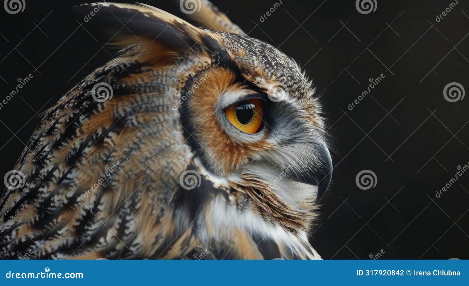 Owl portrait, side view stock illustration. Illustration of vertebrate ...