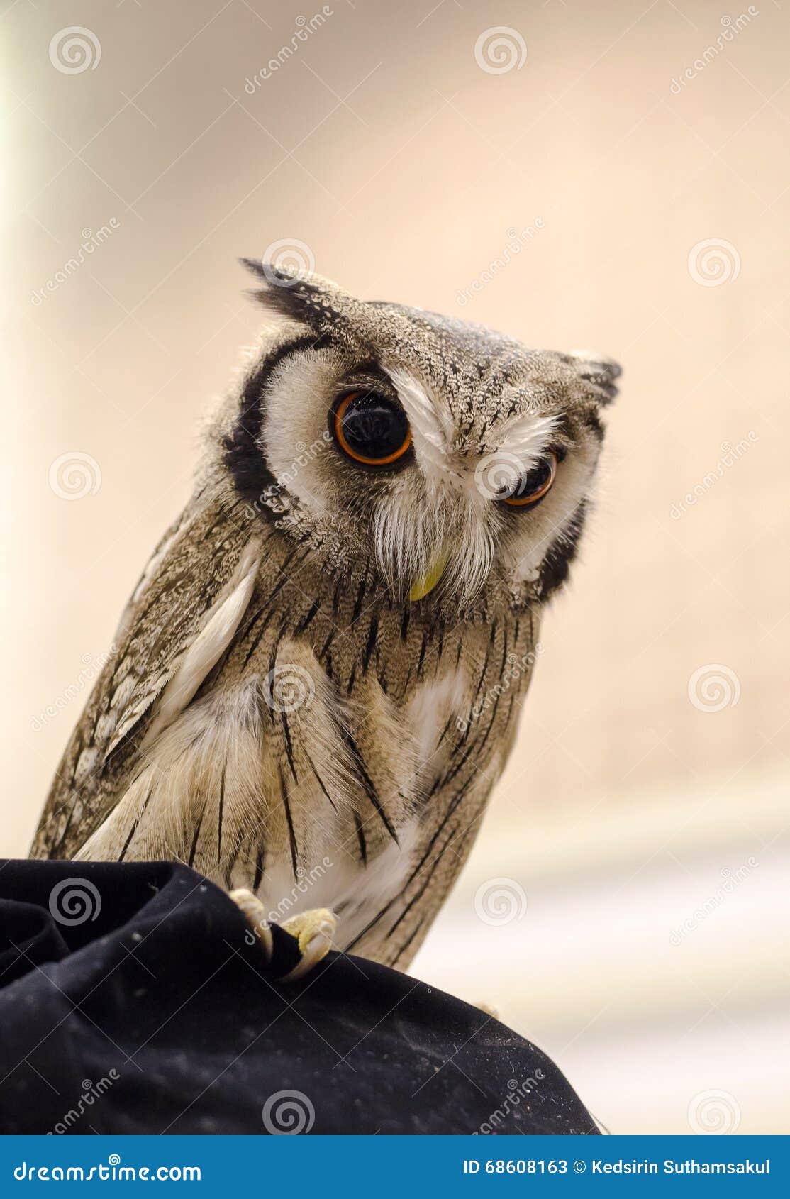 Owl portrait,Strigiformes stock image. Image of forest - 68608163
