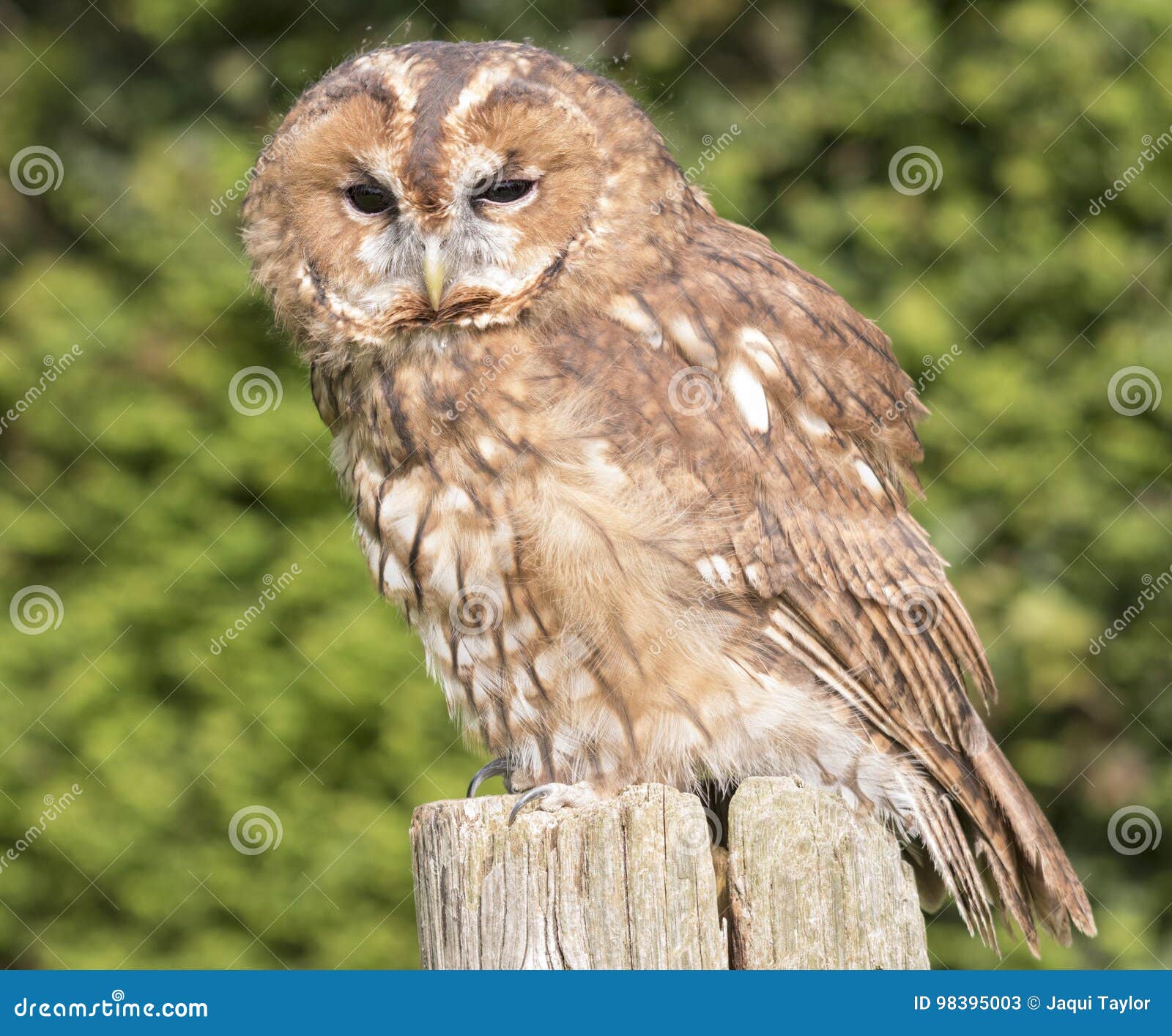 An owl on a post stock image. Image of fluffy, beak, fauna - 98395003