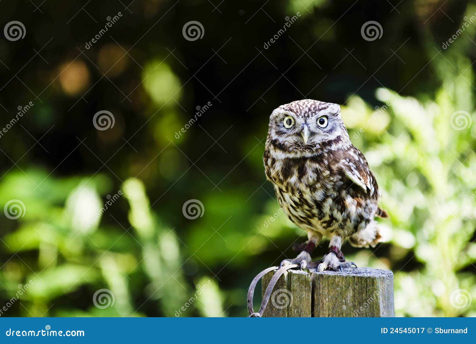 Illustrating Attentiveness Stock Photos - Free & Royalty-Free Stock ...