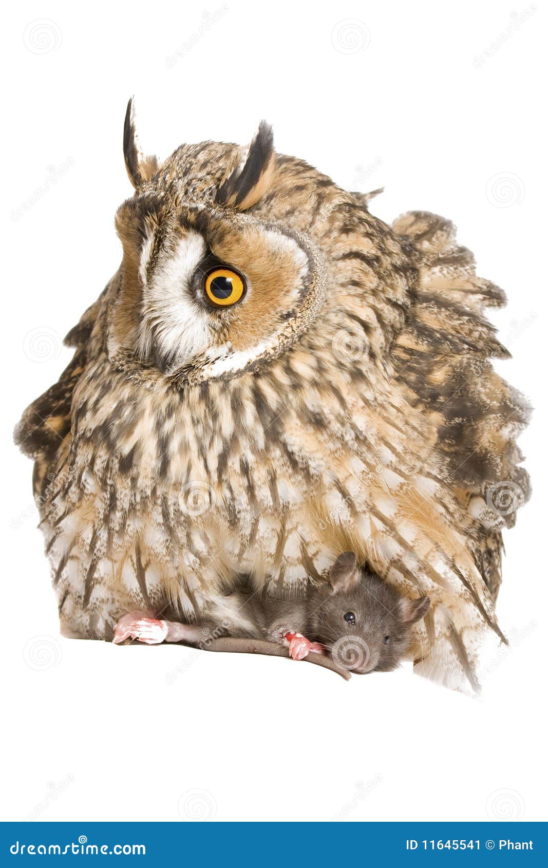 Owl with pray stock image. Image of isolated, nature - 11645541