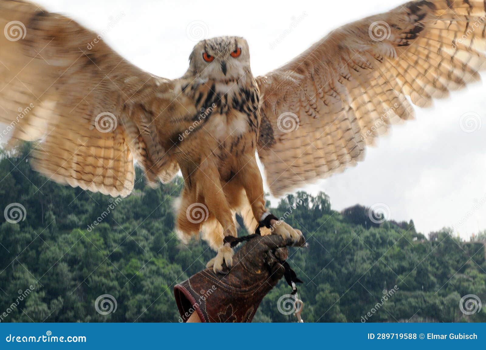 An Owl, a Predatory Bird or Bird of Prey Stock Photo - Image of flying ...