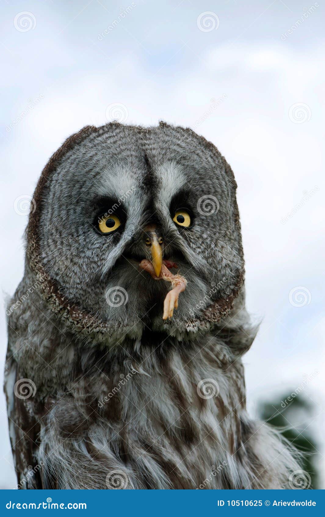 Owl with prey stock image. Image of looking, animal, face - 10510625