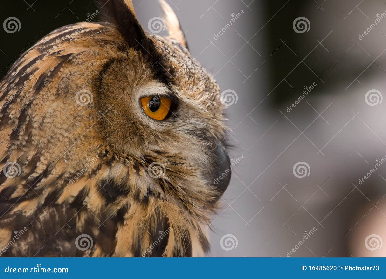 Owl profile stock photo. Image of side, face, feather - 16485620