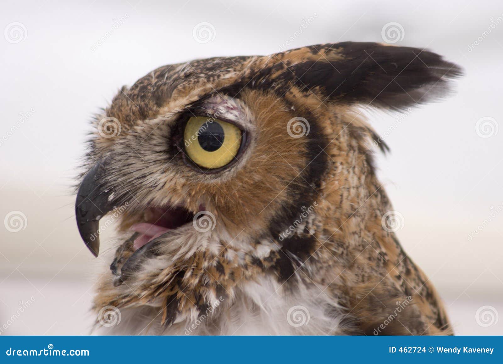 Owl Profile stock photo. Image of great, portrait, nocturnal - 462724