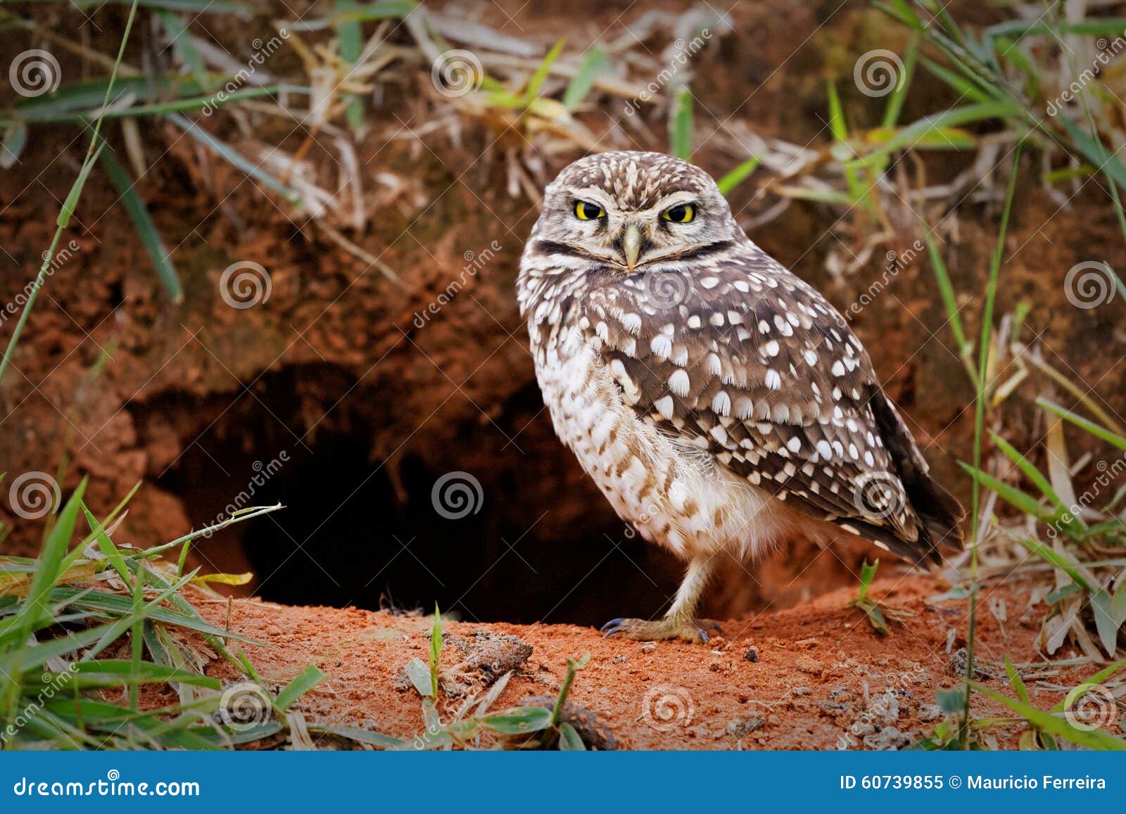 Owl protecting home stock image. Image of protection - 60739855