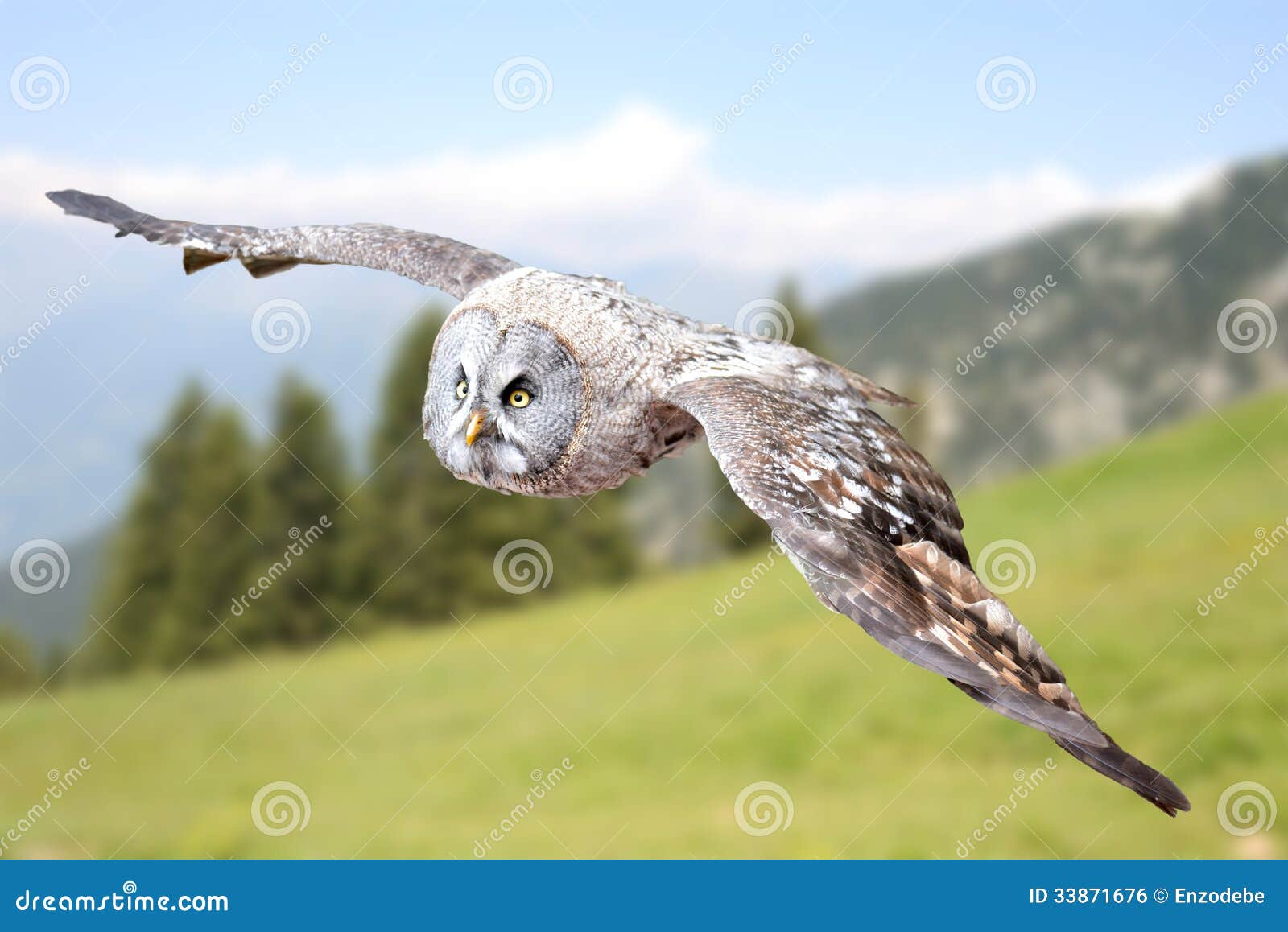 Owl raptor stock photo. Image of beak, barn, carnivorous - 33871676