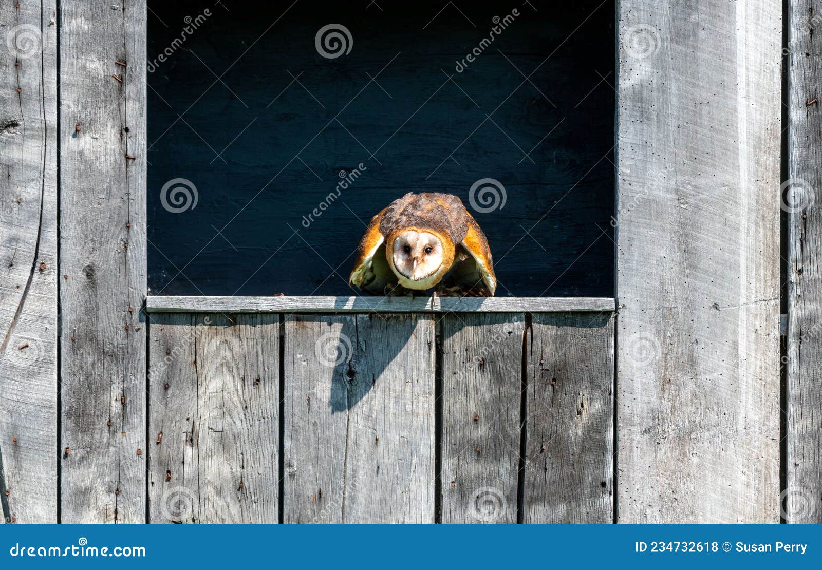Owl Ready for Flight, Sitting on Ledge of Barn Stock Photo - Image of ...