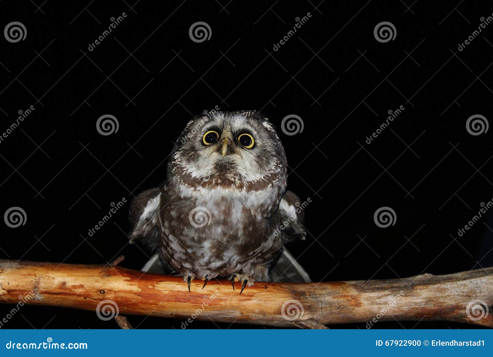Owl ready for take-off stock photo. Image of dark, tengmalm - 67922900
