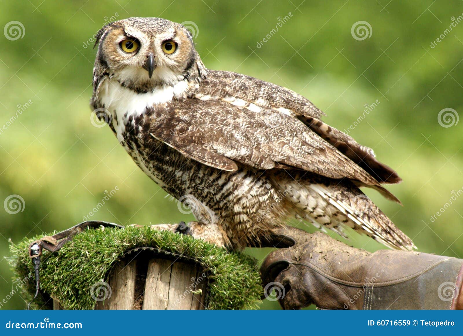 Owl Ready To Attack Looking for Hunting Stock Image - Image of hunting ...