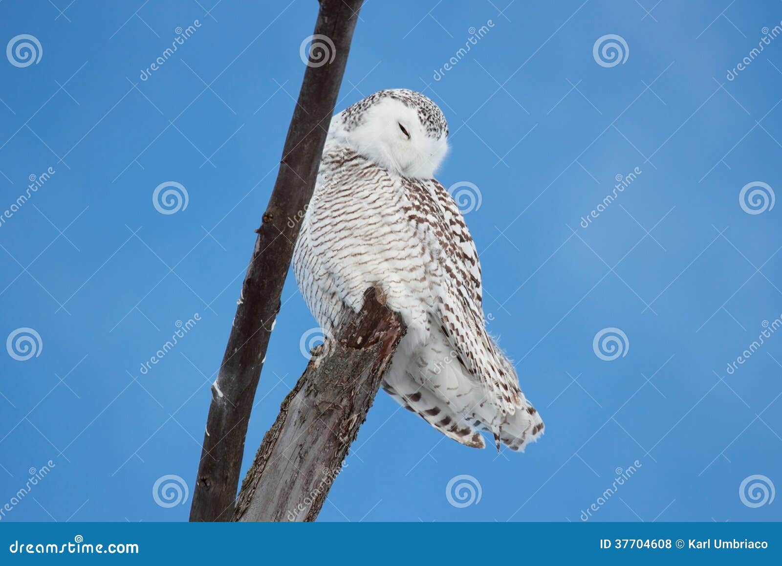 Owl resting stock photo. Image of resting, nature, bird - 37704608