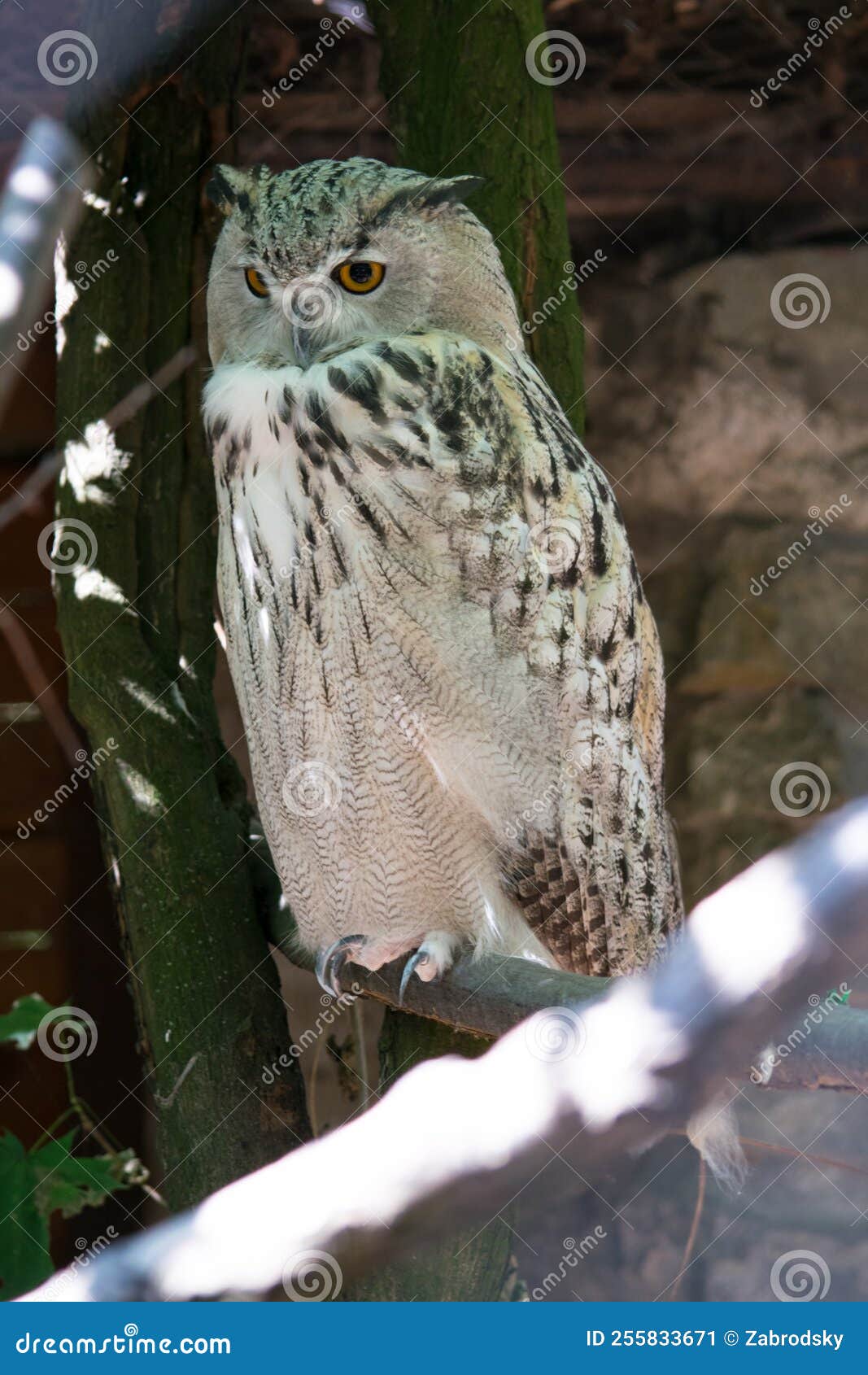 An owl resting on a branch editorial photo. Image of raptor - 255833671