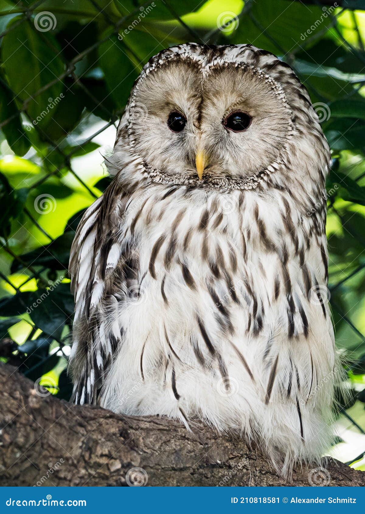 Owl Resting on an Tree in the Zoo Stock Image - Image of feather ...
