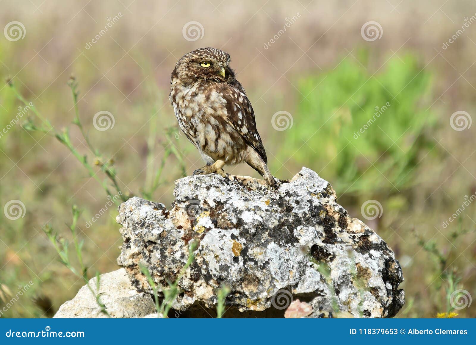 Owl in the rock stock image. Image of bird, nature, wildlife - 118379653