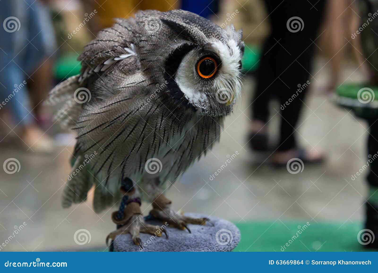 The Owl S Defense Against Other Animals. Stock Photo - Image of talons ...