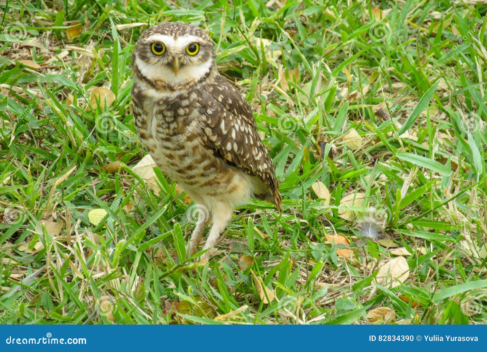 Owl stock photo. Image of nocturnal, flight, ornate, cute - 82834390