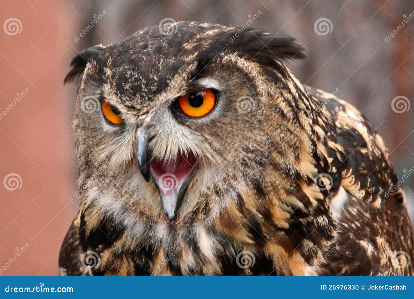 Owl screaming stock photo. Image of cute, bubo, predator - 26976330