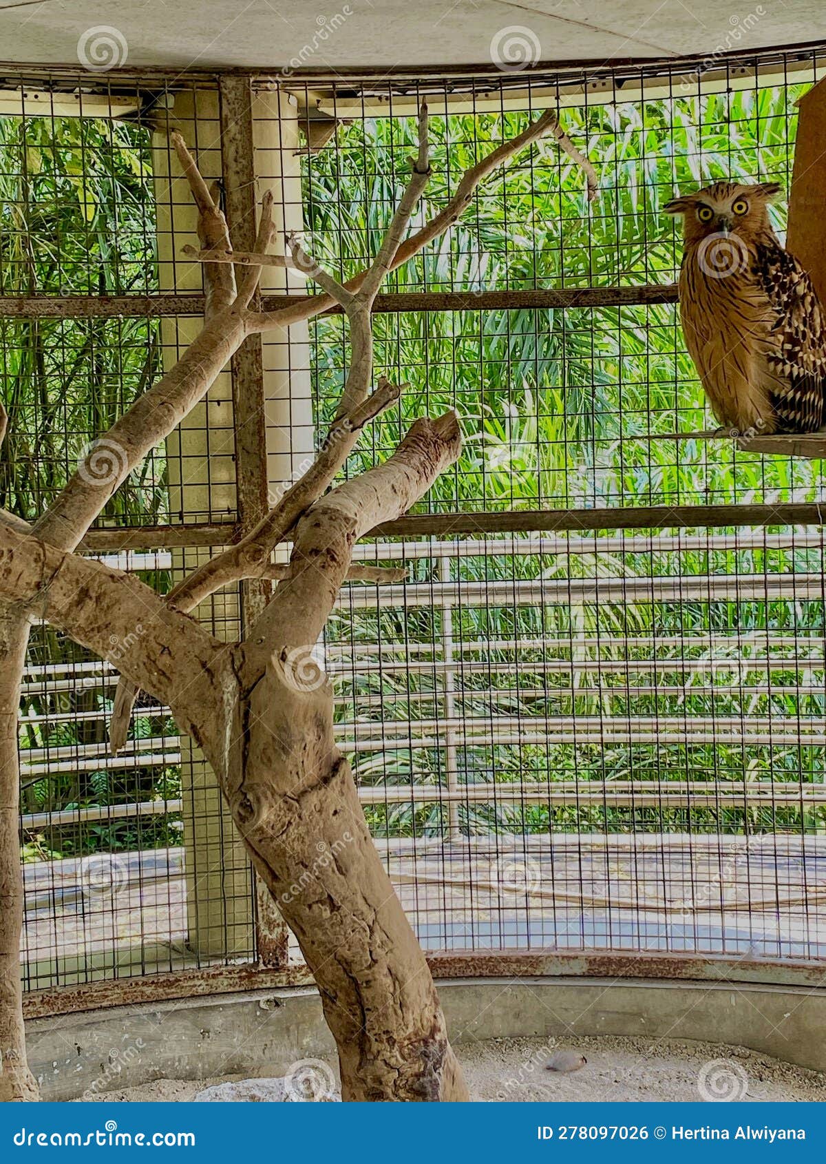 Owl with sharp eyes stock photo. Image of stare, nocturnal - 278097026