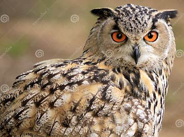 Owl stock image. Image of sharp, claws, eyes, vision - 49920361