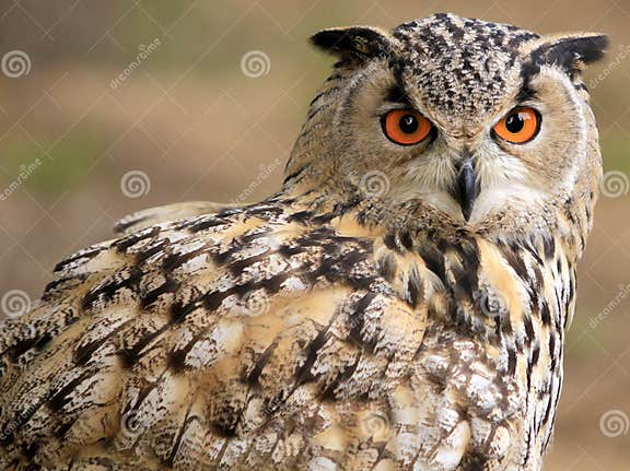 Owl stock image. Image of sharp, claws, eyes, vision - 49920361