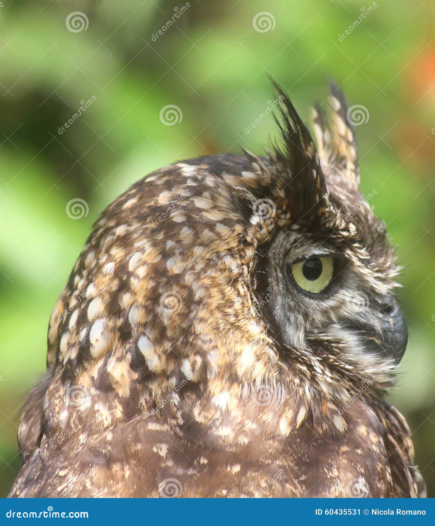 The owl side stock image. Image of bird, nature, side - 60435531