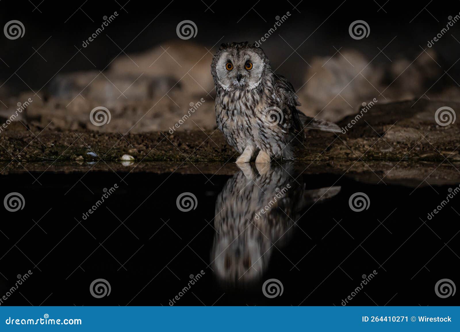 Owl on the Side of a Calm Paddle of Water with Its Reflection on the ...