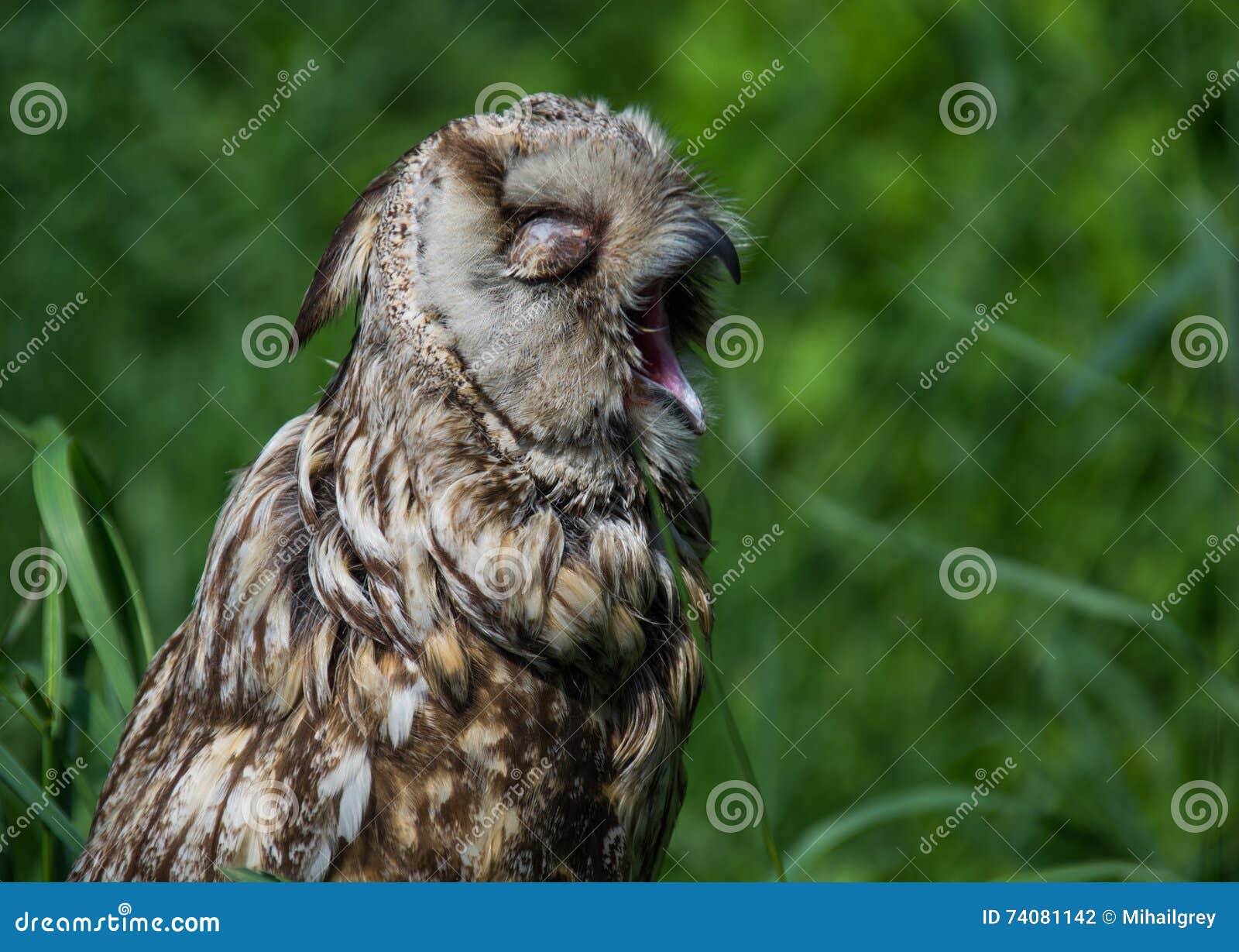 Owl sings stock photo. Image of black, predator, brown - 74081142