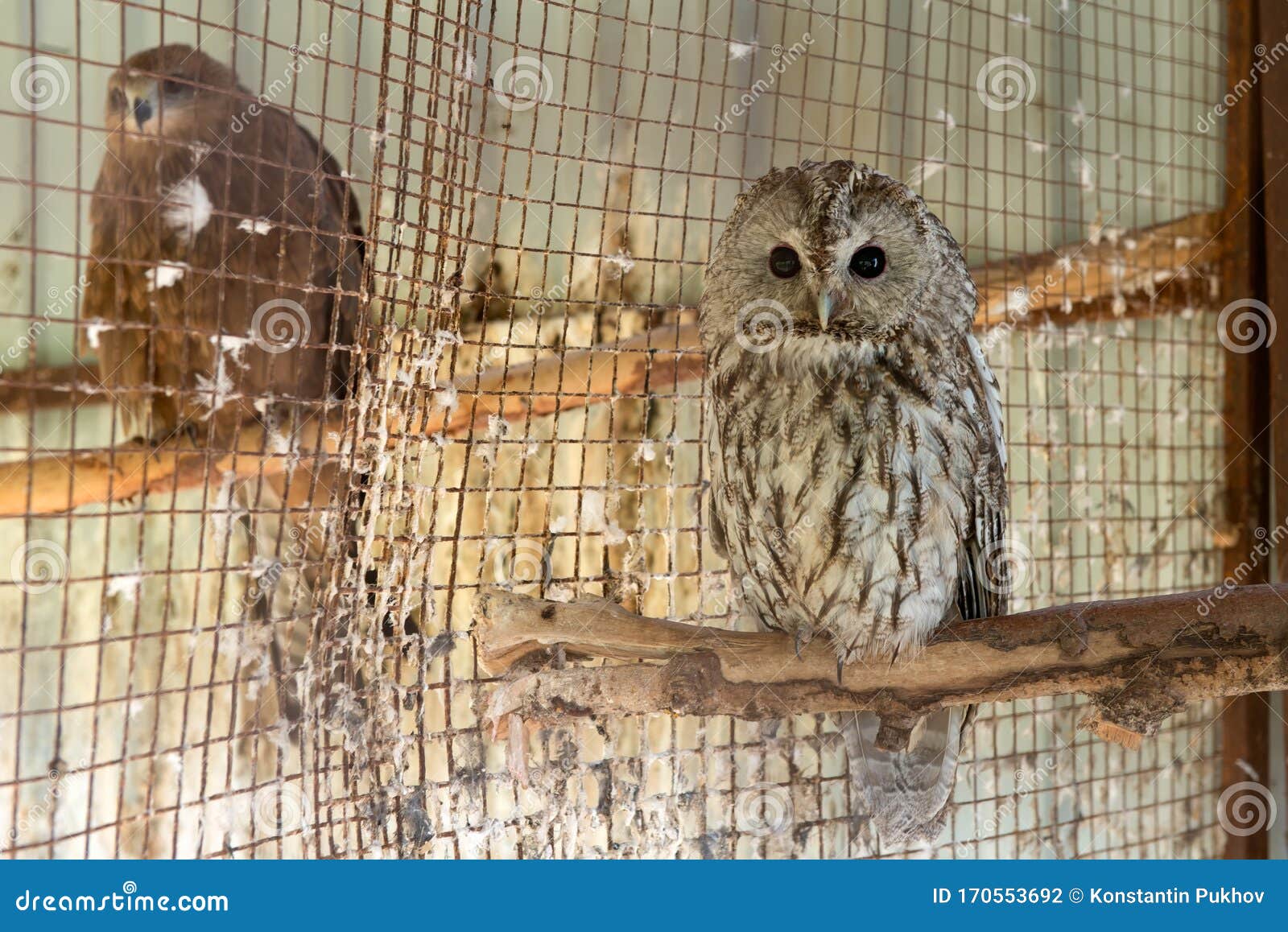 Owl sits in a cage stock photo. Image of closeup, portrait - 170553692